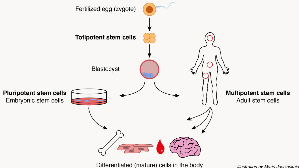 Stem Cells For Beginners – Science as We Know It