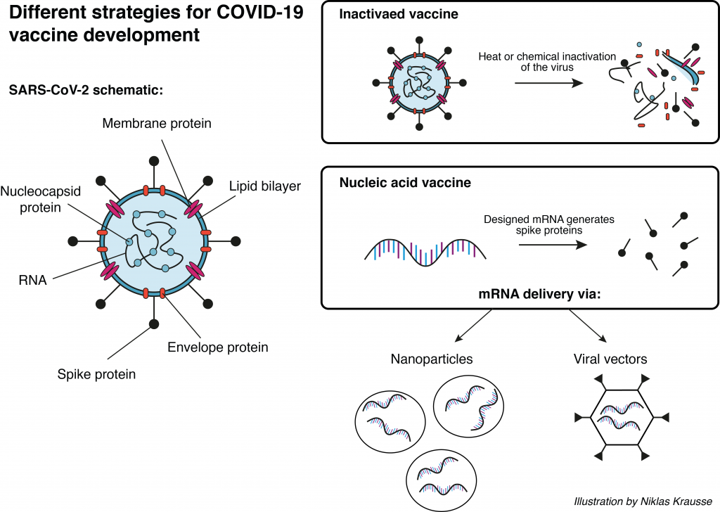 SARS-CoV-2 vaccination: In search for the holy grail – Science as We ...
