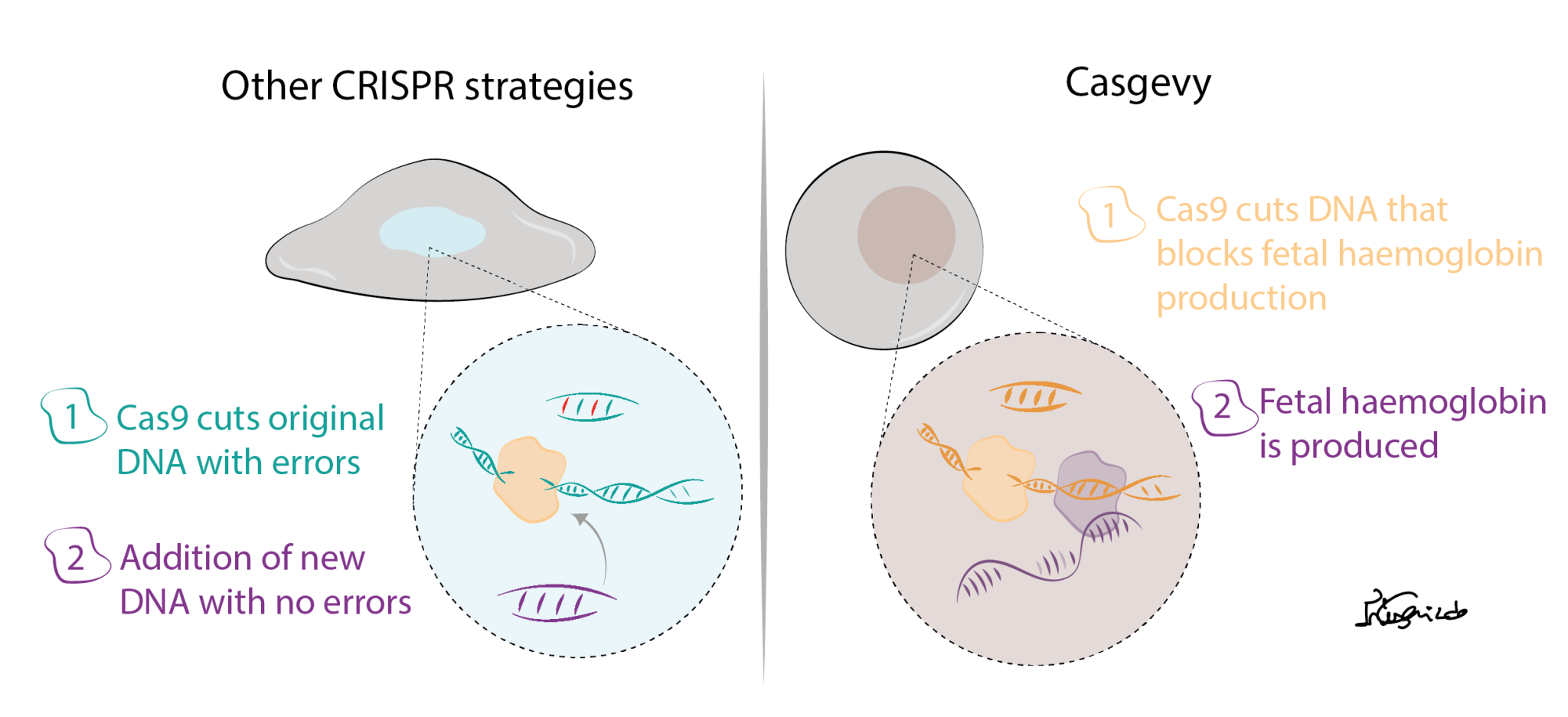 CRISPR. How to edit DNA and develop new therapies: lessons from ...