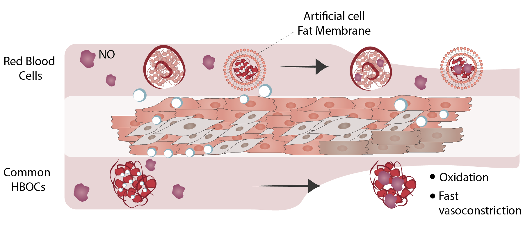 Oxygen For All: Artificial Red Blood Cells – Science As We Know It